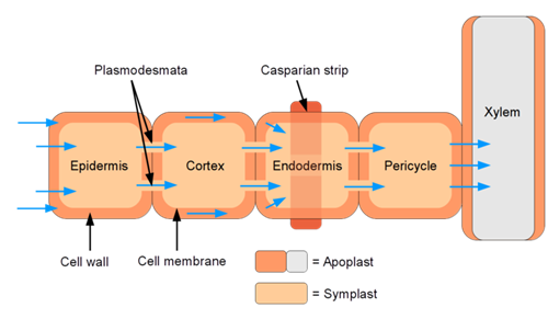 Transportation in plants — lesson. Science TNSB Mentoring, Class 10 ...