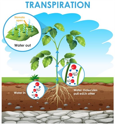 Transportation in plants — lesson. Science TNSB Mentoring, Class 10 ...